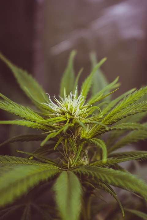 Terpenes - Meaning, What They Do, and Benefits - Capable Men